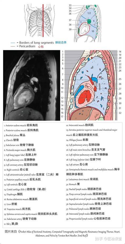 【收藏】肺部解剖图谱 知乎