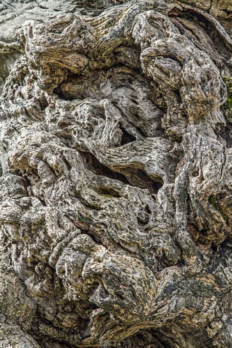 油橄榄树 树干 建筑结构 农业 自然 垂直画幅 图像 模板 农作物 克罗地亚