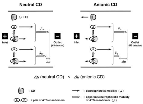 Chiral Separation Model In Ce Ms Using Neutral Cd Left And Anionic Cd Download Scientific