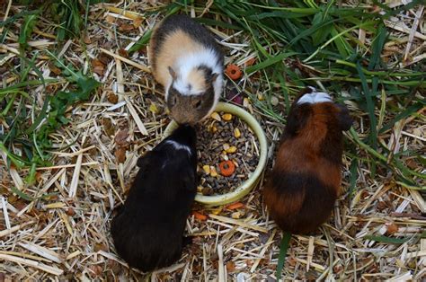 Meerschweinchen Halten So Geht Es Artgerecht PETBOOK