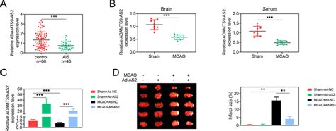 Adamts9 As2 Alleviates Cerebral Infarction Caused By Mcao A