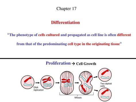 Ppt Chapter 17 Powerpoint Presentation Free Download Id5092206