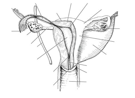 Uterus Drawing