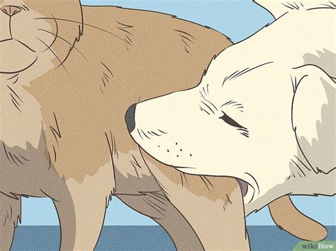 How To Tell If A Cat Has Rabies Symptoms Prevention