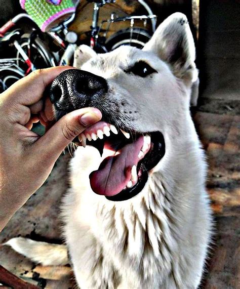 Белая швейцарская овчарка💕 Овчарка Собаки Бордер колли