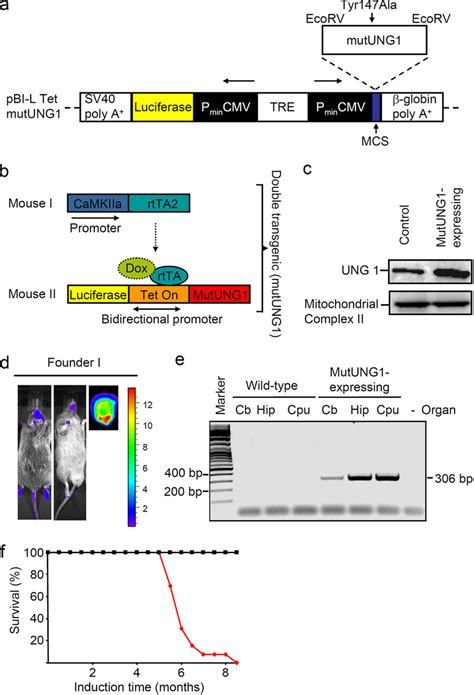 Verification Of The Camkii Inducible Mutung1 Mouse Model A Construct