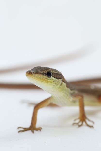 Premium Photo Asian Grass Lizard Or Long Tailed Grass Lizard Isolated