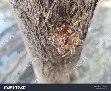Tree Sap Liquid That Comes Out Stock Photo Shutterstock