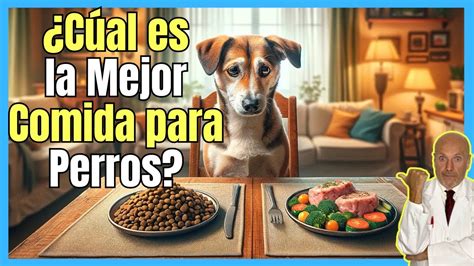 Cuál Es La Mejor Comida Para Perros Que Puedes Darle A Tu Perro