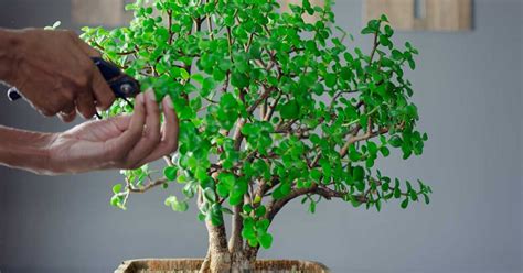 Pruning Jade Plants Tips For Trimming Jades The Garden Magazine