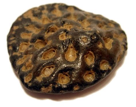 Fossilized Crocodile Alligator Scute Scale From St By Saxdsign