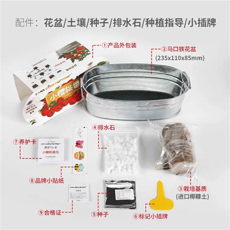 儿童种植小盆栽蔬菜植物草莓番茄种子阳台植物观察生长幼儿园绿植 虎窝淘
