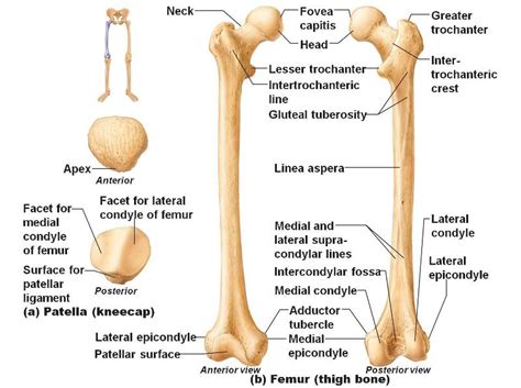 Epicondyle Vs Condyle