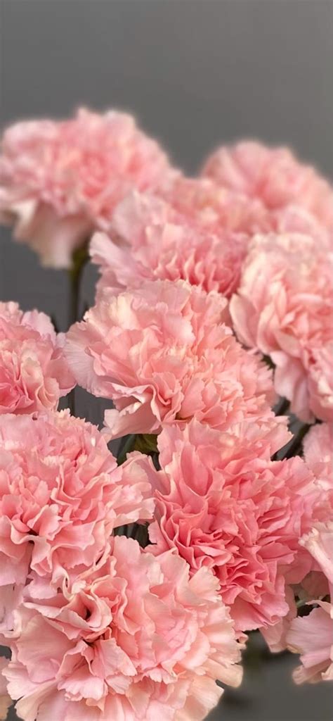 Пин на доске Flowers в 2024 г Розовые гвоздики Цветы Розовые