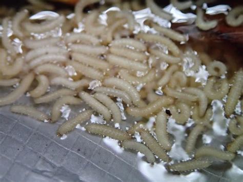 What Are Those Tiny Yellowish Worms Falling Out Of Pine Trees Dan Gill