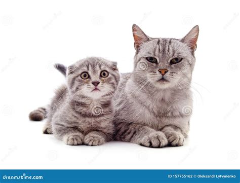 Мама кошка с котенком стоковое фото изображение насчитывающей