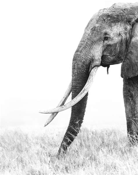 Open Edition • Marina Cano