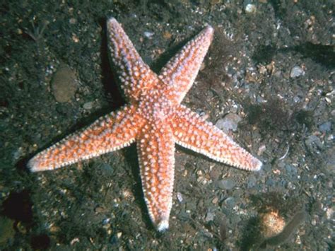 Common Starfish Alchetron The Free Social Encyclopedia