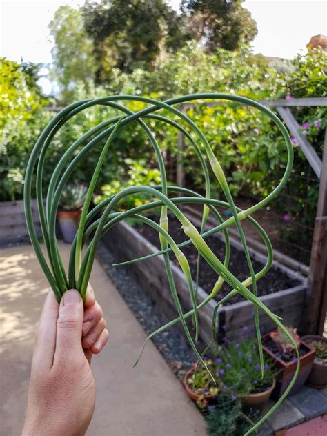 The Difference Between Hardneck And Softneck Garlic Top 12 Varieties
