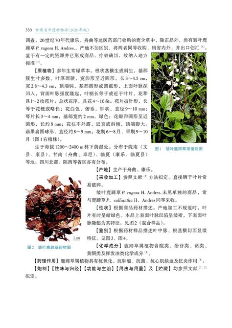 皱叶鹿衔草 甘肃省中药材标准2020年版 蒲标网