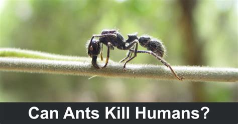 Are Army Ants Dangerous Can They Kill Humans Scifaqs