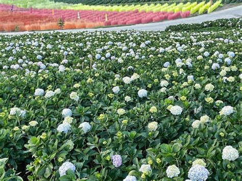 ไฮเดรนเยีย คาเฟ่ เขาค้อ ทุ่งดอกไม้บนยอดเขา บรรยากาศสุดโรแมนติก