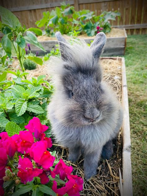 Daily Bunnies On Tumblr
