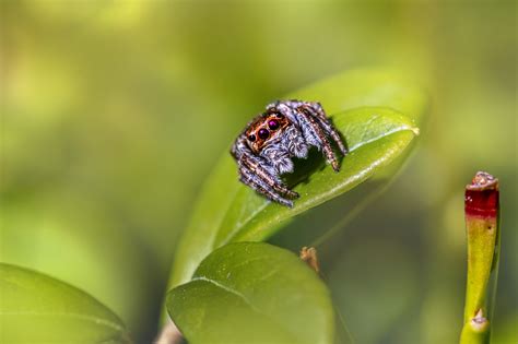 Spindel Zebra Hoppning Gratis foto på Pixabay Pixabay
