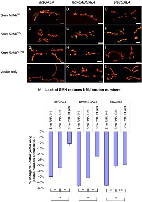 Muscle And Neuron Specific Smn Rnai Knockdown Causes Nmj Defects A I