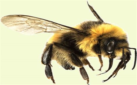 15 Natural Ways To Get Rid Of Bumble Bees