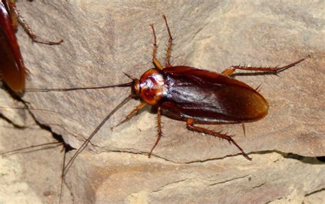Rem Dios Caseiros Eficazes Para Baratas Solu Es Naturais E Ecologicamente Corretas Mundo Das