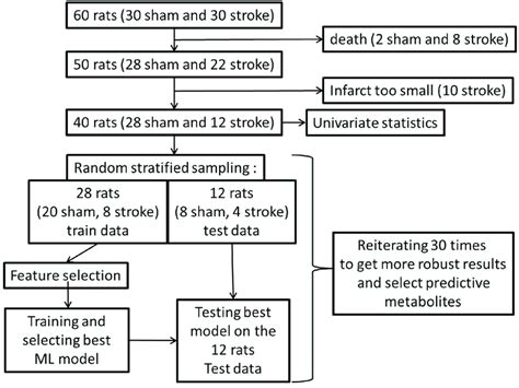 Global Overview Of The Study Flowchart And Statistical Analyses Ml