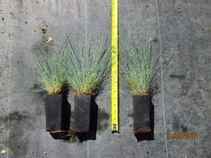 Festuca Glauca Blue Fescue Colorado Hardy Plants