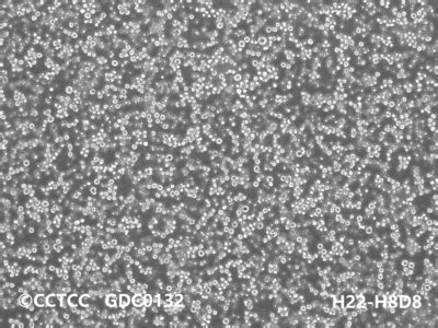 小鼠肝癌细胞 H22 H8D8 泰泽广州生物科技有限公司