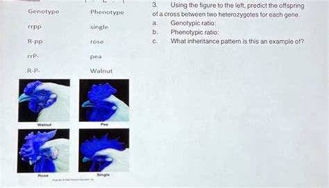 Solved Using The Figure To The Left Predict The Offspring Of A