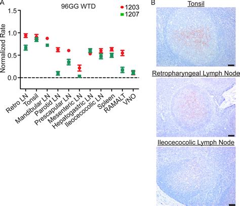 Prp Cwd Is Detected In Systemic Lymphoid Tissues In 96gg Deer At 3 Download Scientific Diagram