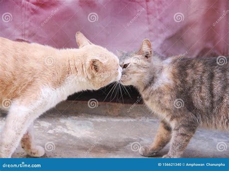 Cats Kissing