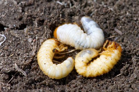 The Ultimate Garden Grubs Identification Guide Polytunnel Gardening