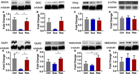 The Western Blot Analysis Of Protein Expression Levels Of Key Enzymes