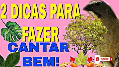 2 DICAS PARA FAZER SEU TRINCA FERRO CANTAR RÁPIDO YouTube