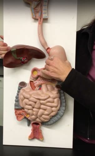 Internal Anatomy Flashcards Quizlet