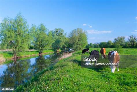 우유 강 둑에 푸른 하늘 아래 푸른 잔디 필드 목초지에서 방목 소 봄 날 풍경입니다 개념 테마 농업 자연입니다 기후입니다 생태학입니다 자연 유기농 식품입니다 농업 건강한