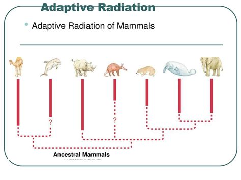 Adaptive Radiation Of Mammals