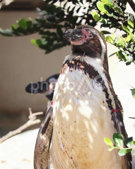 暑さをしのぐフンボルトペンギン No 27431881｜写真素材なら「写真ac」無料（フリー）ダウンロードok