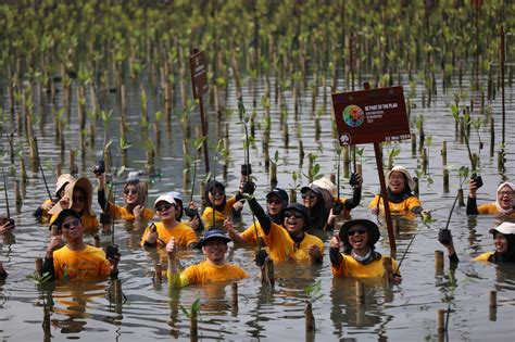 Peringati Hari Keanekaragaman Hayati ABM Group Tanam 600 Bibit Mangrove