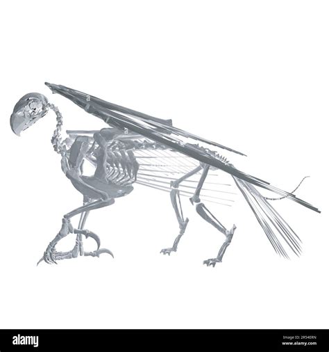 Pteronodon Skeleton Cartoon Vector Skeleton Of Extincted Ancient