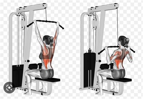 Lat Pulldown Vs Seated Row Major Differences Explained Artofit