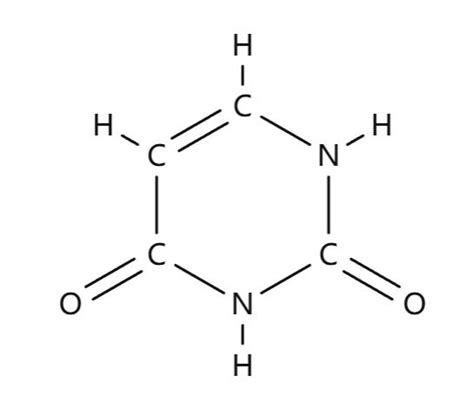 Thymine Vs Uracil Difference Between Thymine And Uracil