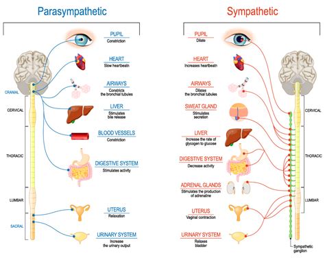 An Introduction To The Sympathetic And Parasympathetic Nervous System