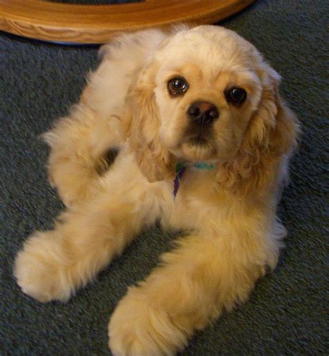 Cocker Spaniel Dog